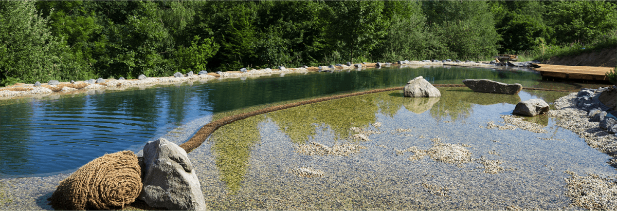 How to Build a Green Swimming Pool | Reflections Water Gardens