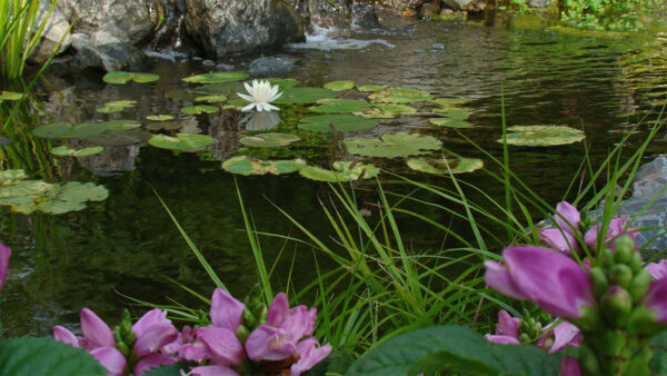 7 Natural Swimming Pool Plants Every Backyard Pond Needs | Reflections ...